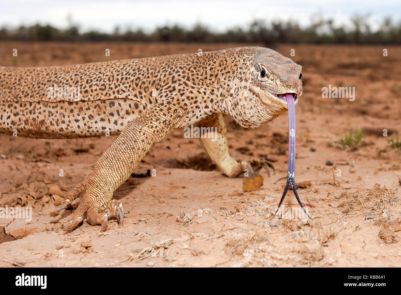 Yellow spotted monitor varanus panoptes hi-res stock photography and ...