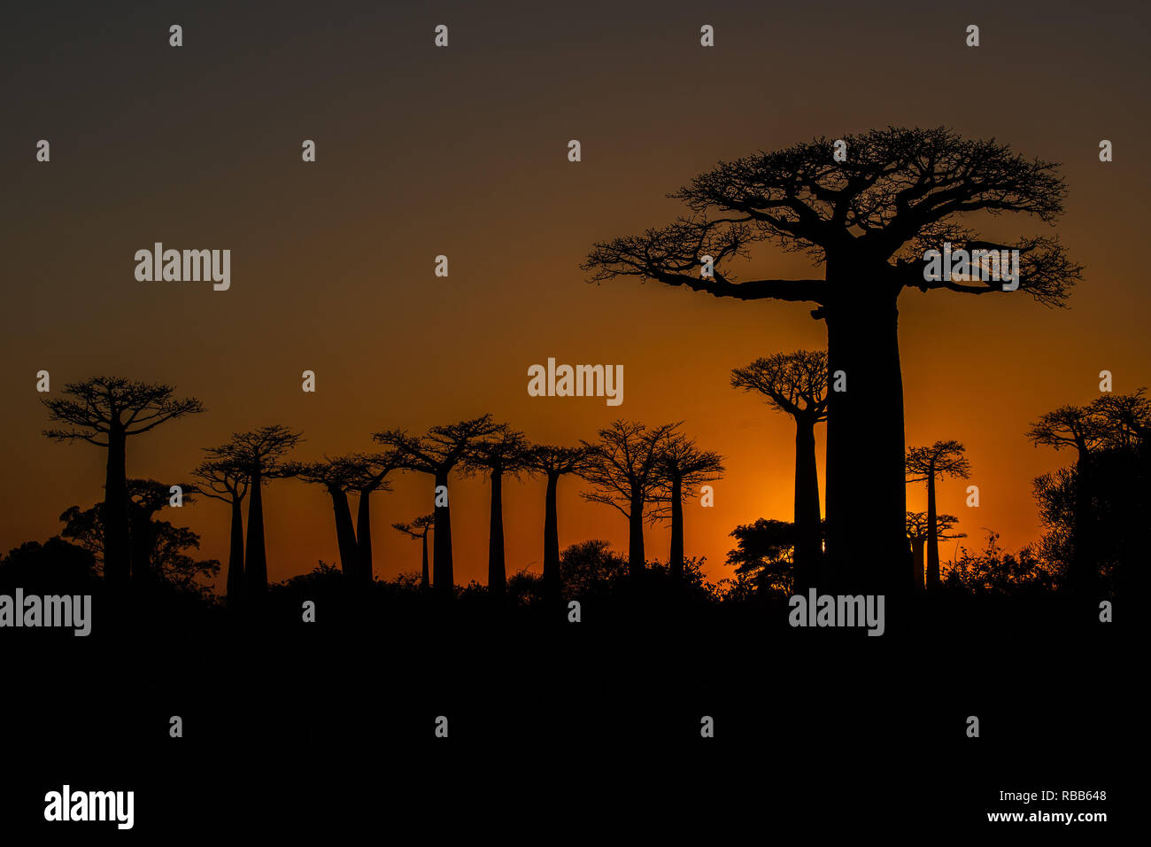 Boabab alley madagascar hi-res stock photography and images - Alamy