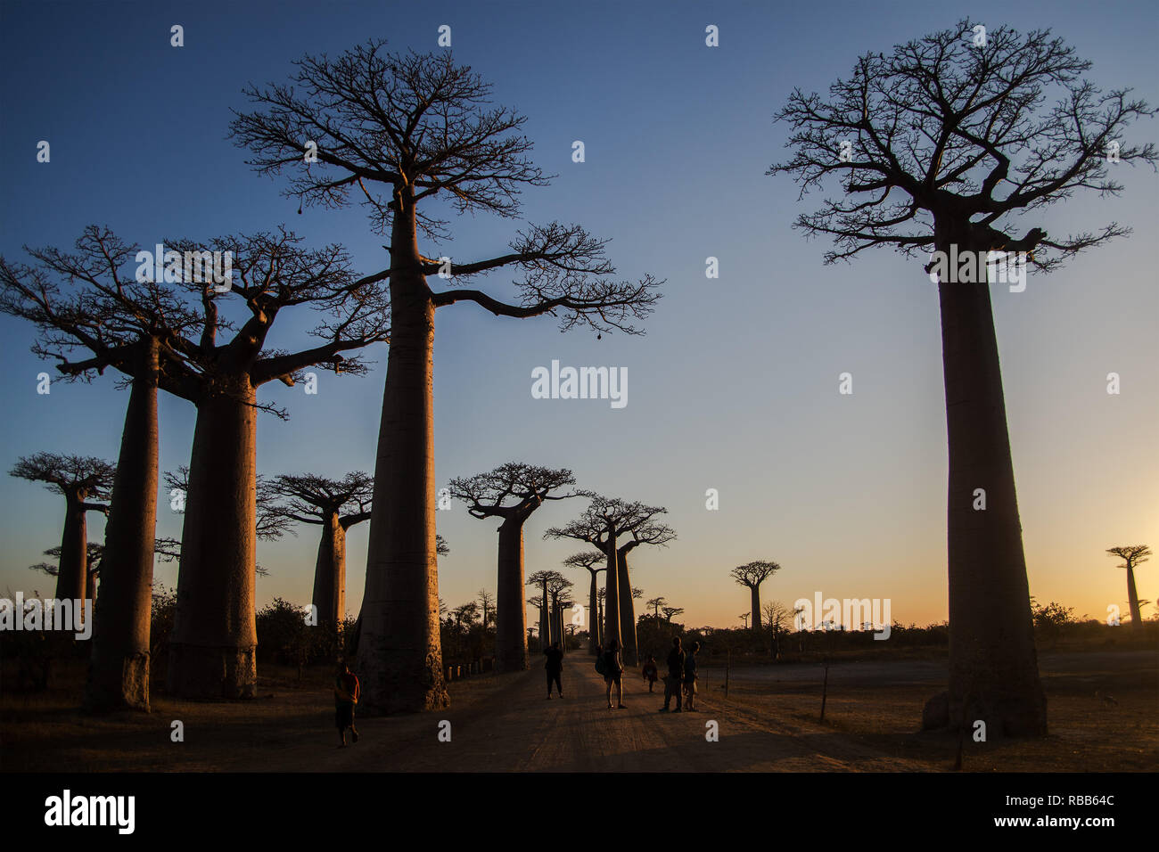 Boabab tree hi-res stock photography and images - Alamy