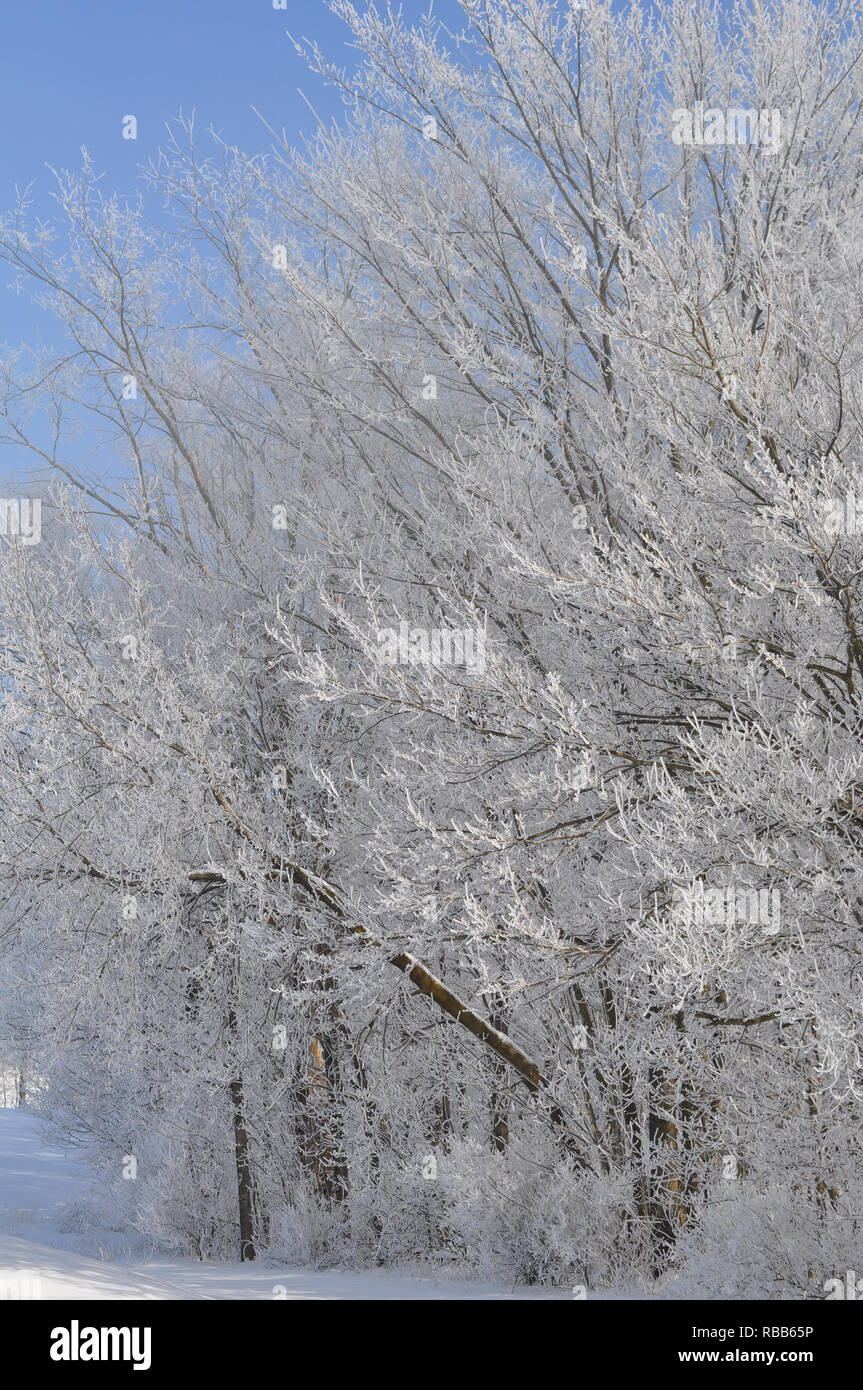 Beautiful crystal ice trees hi-res stock photography and images - Alamy