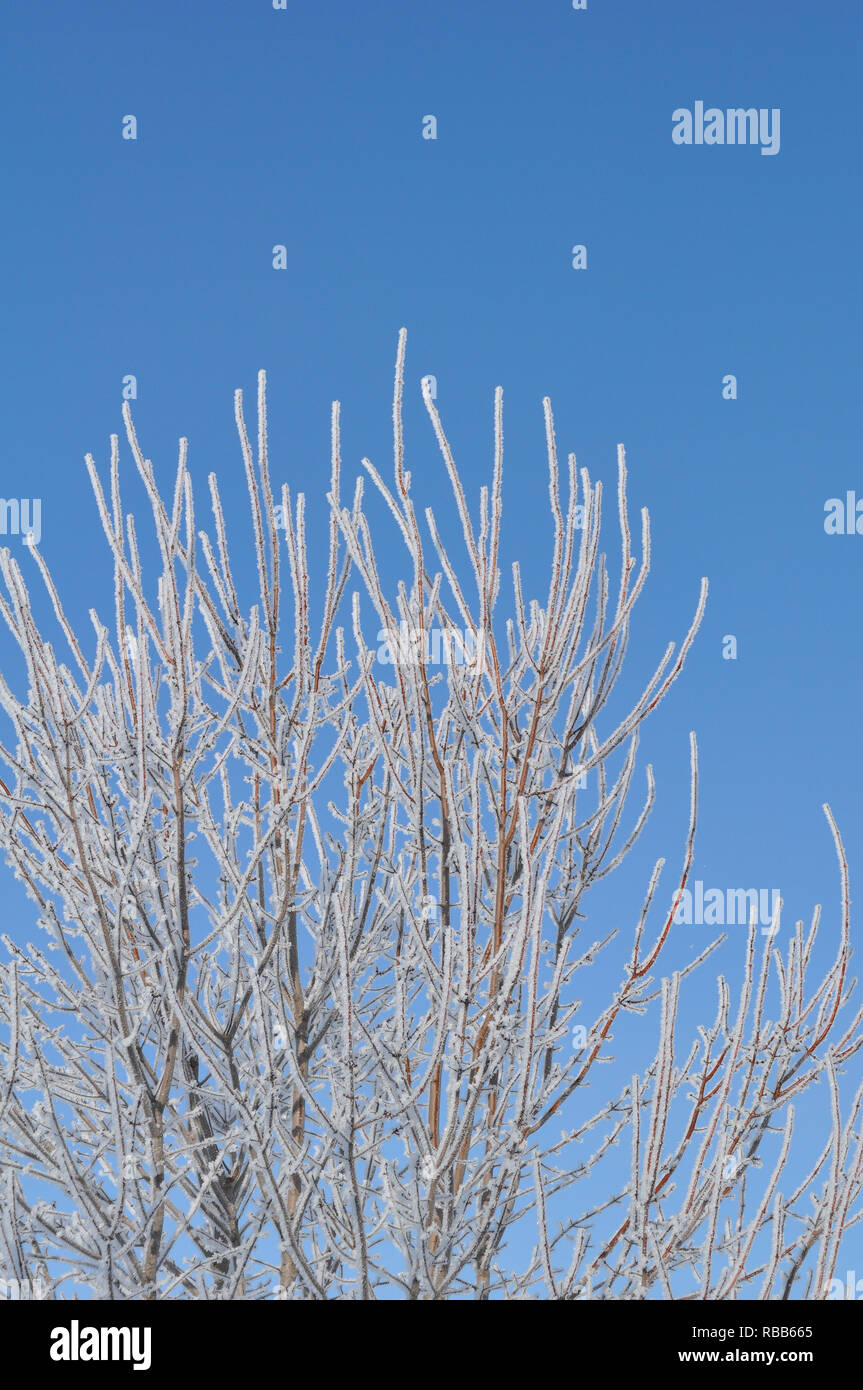 Beautiful crystal ice trees hi-res stock photography and images - Alamy