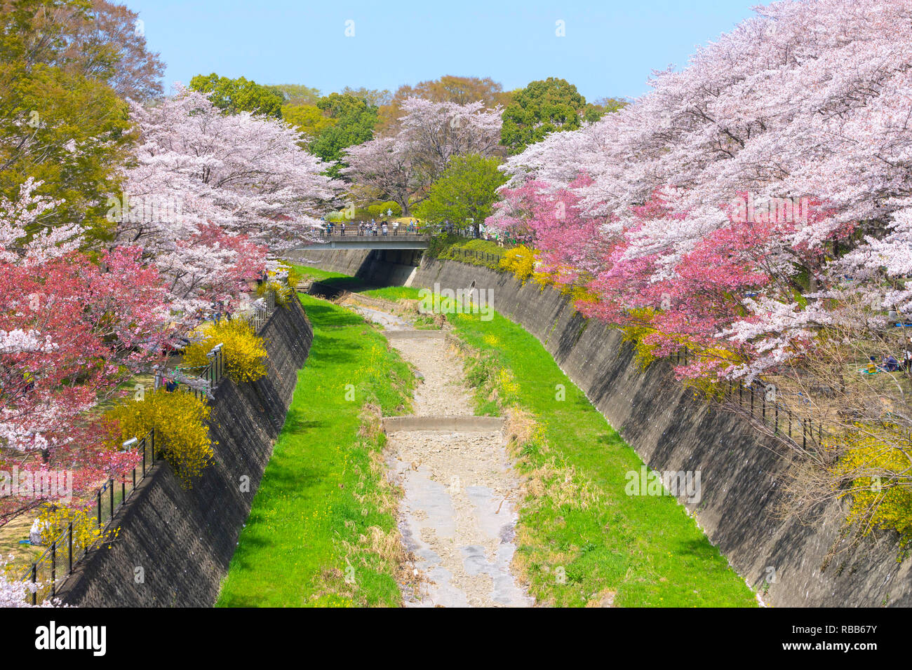 Cherry blossom season in Showa Kinen Koen at Kyoto,Japan Stock Photo ...