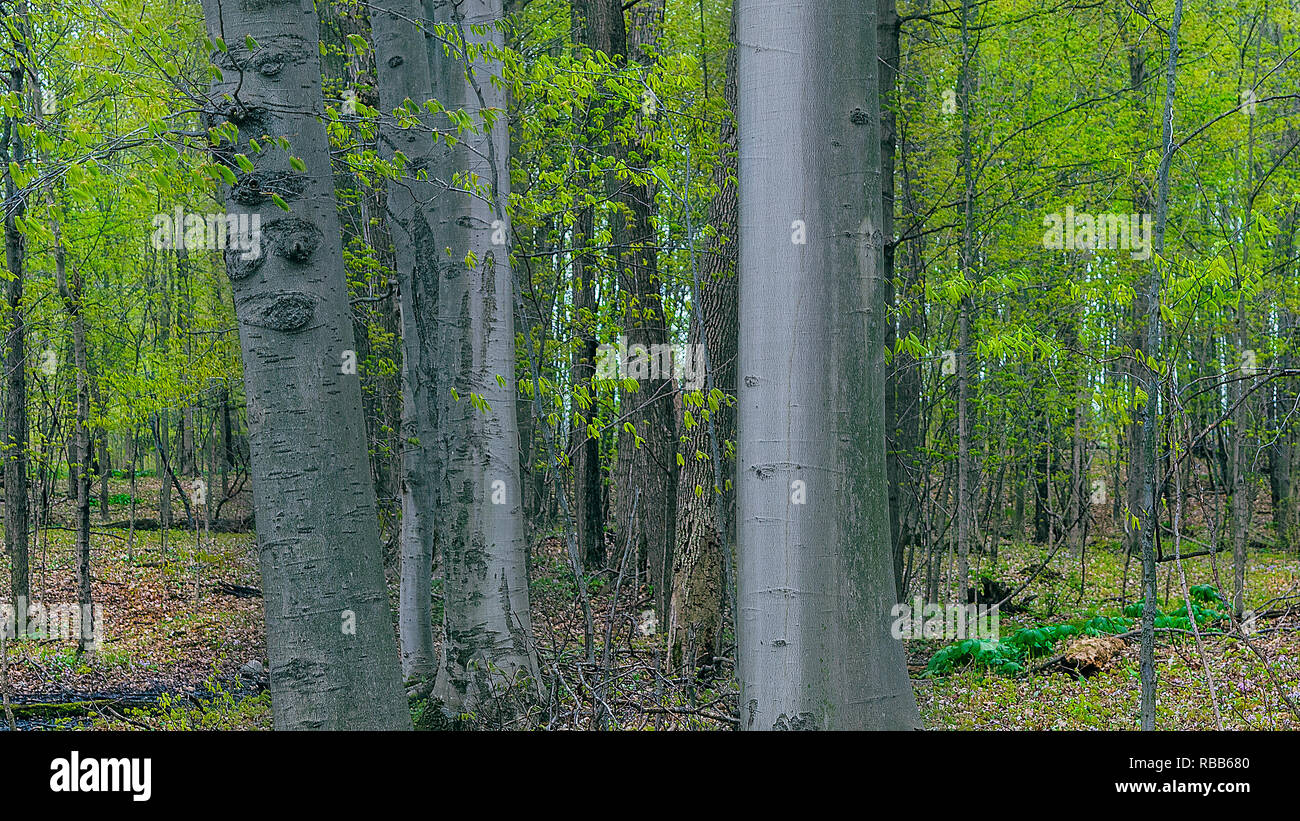 Spring springtime trees budding hi-res stock photography and images - Alamy