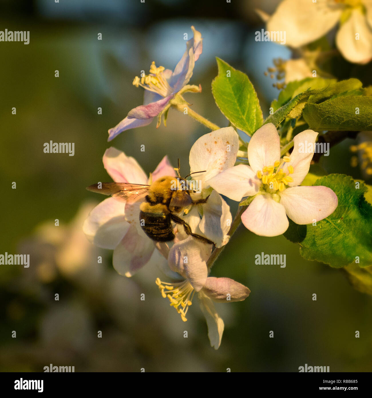 Buzzing Bee in the Spring Stock Photo - Alamy
