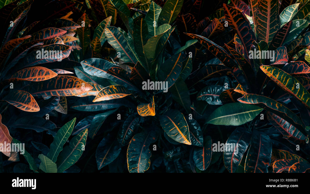 Colorful leaves top view background.Nature autumn concepts ideas Stock ...