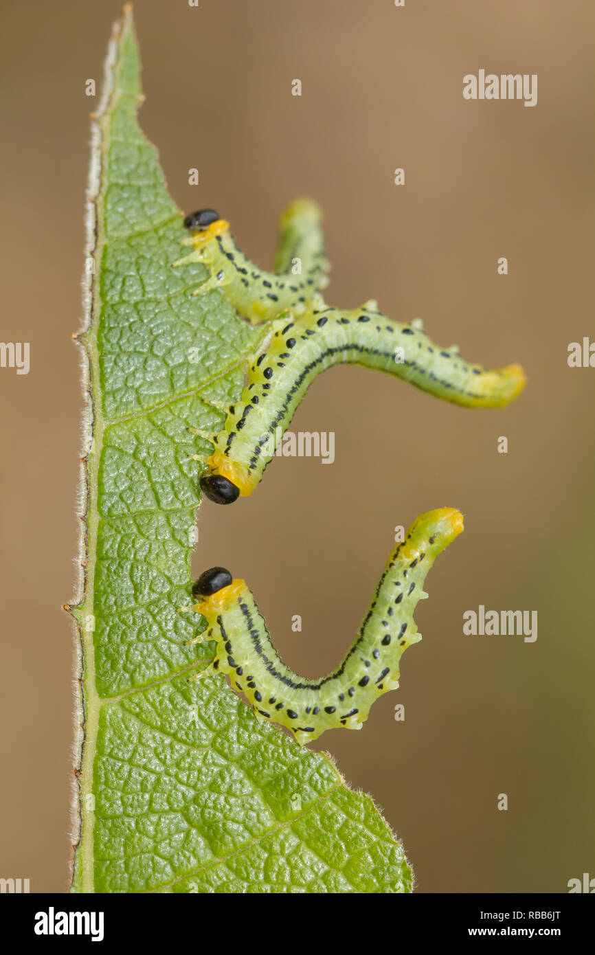 Willow sawfly hi-res stock photography and images - Alamy