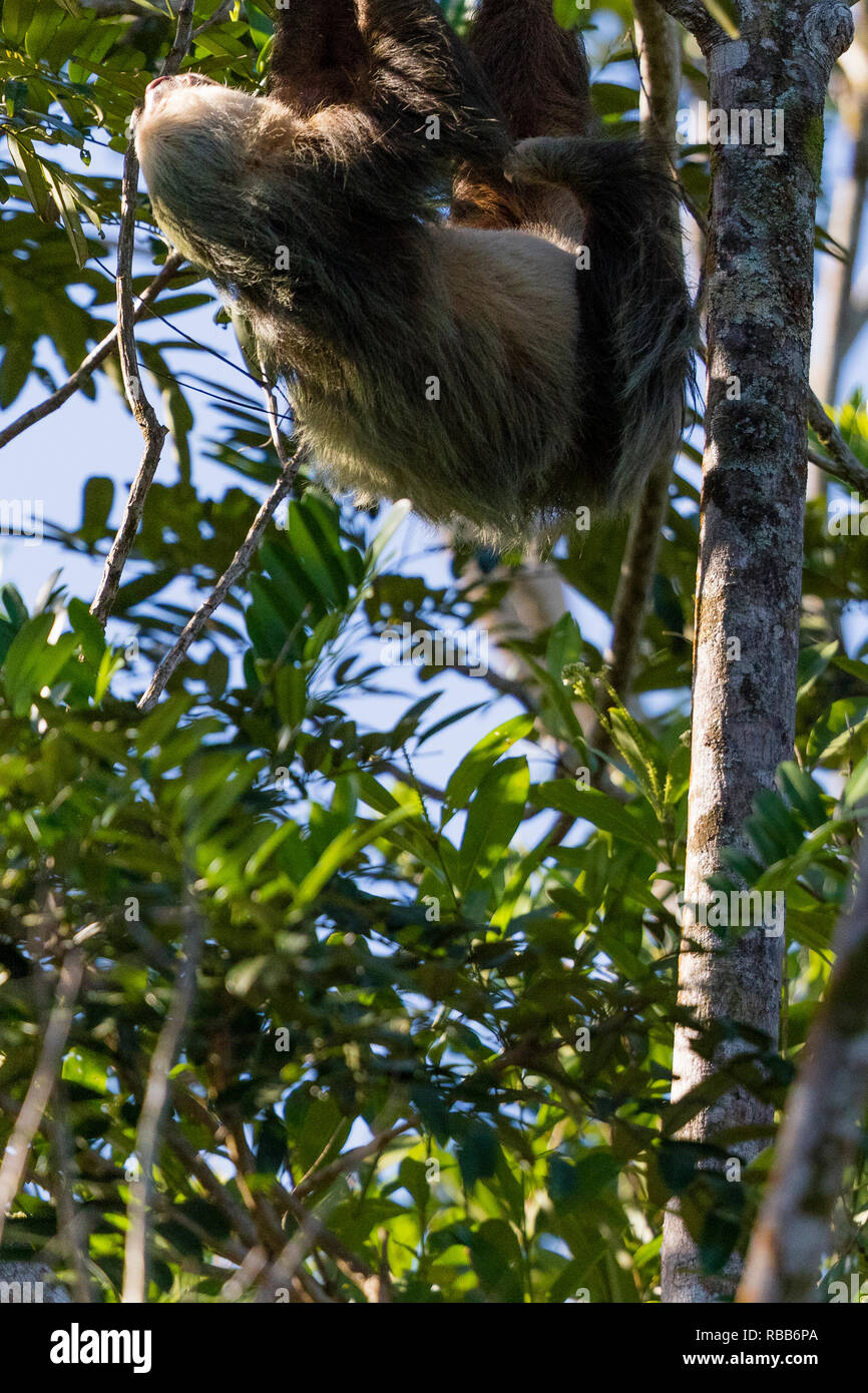 Two-toed sloth, Tortuguero National Park, Costa Rica Stock Photo - Alamy