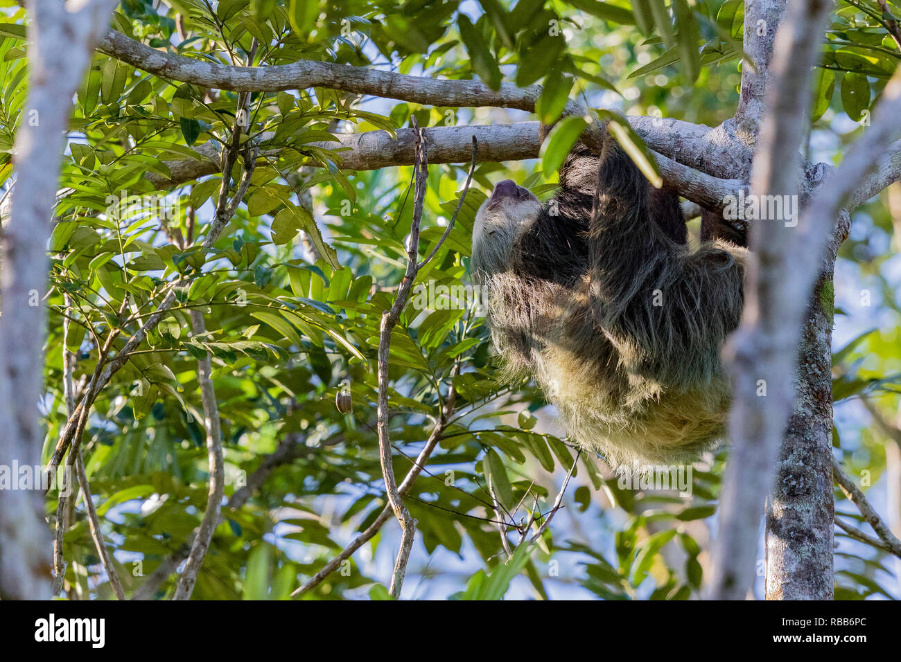 Two-toed sloth, Tortuguero National Park, Costa Rica Stock Photo - Alamy