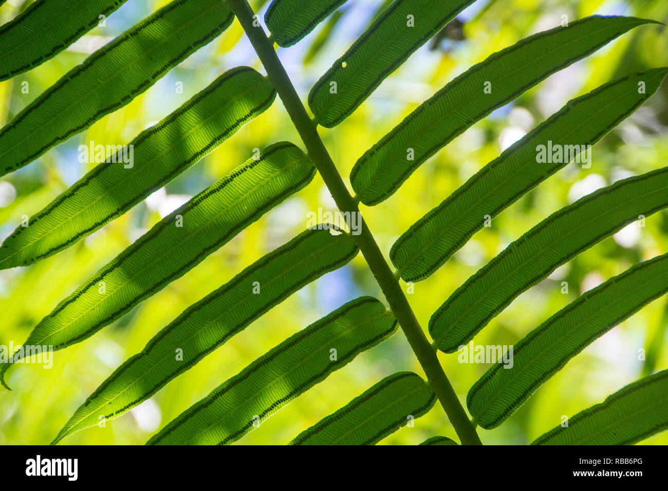 Close up underside palm tree hi-res stock photography and images - Alamy