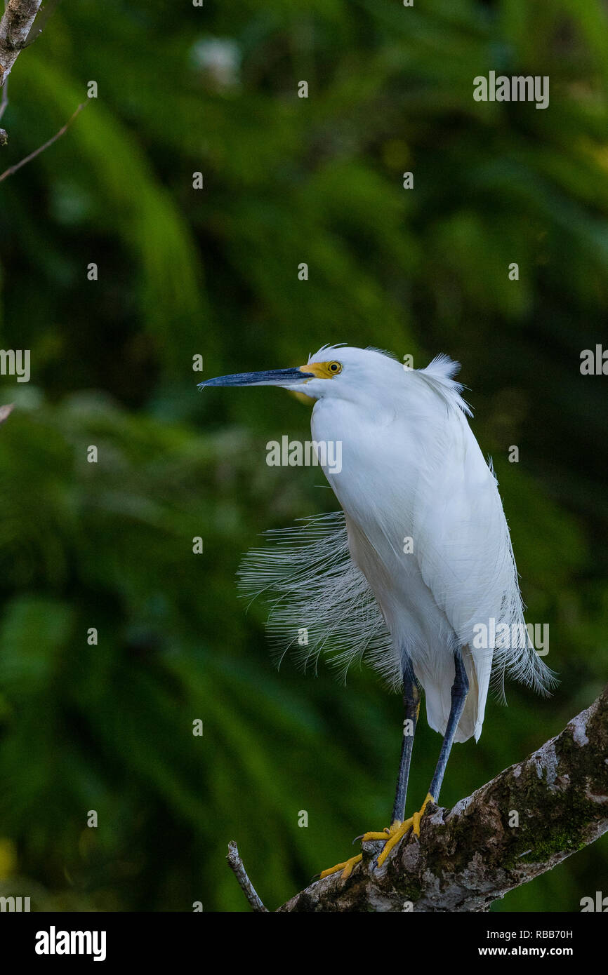 Snowy Egret, Tortuguero National Park, Costa Rica Stock Photo - Alamy