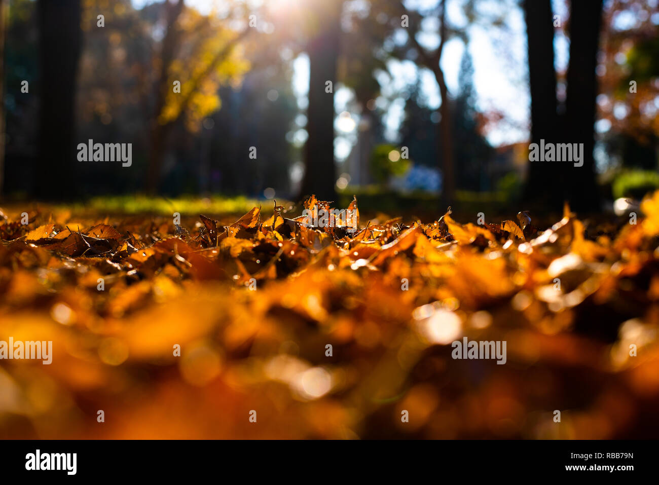 Dry tree leaves on in soil, old, autumn concept and warmth Stock Photo ...