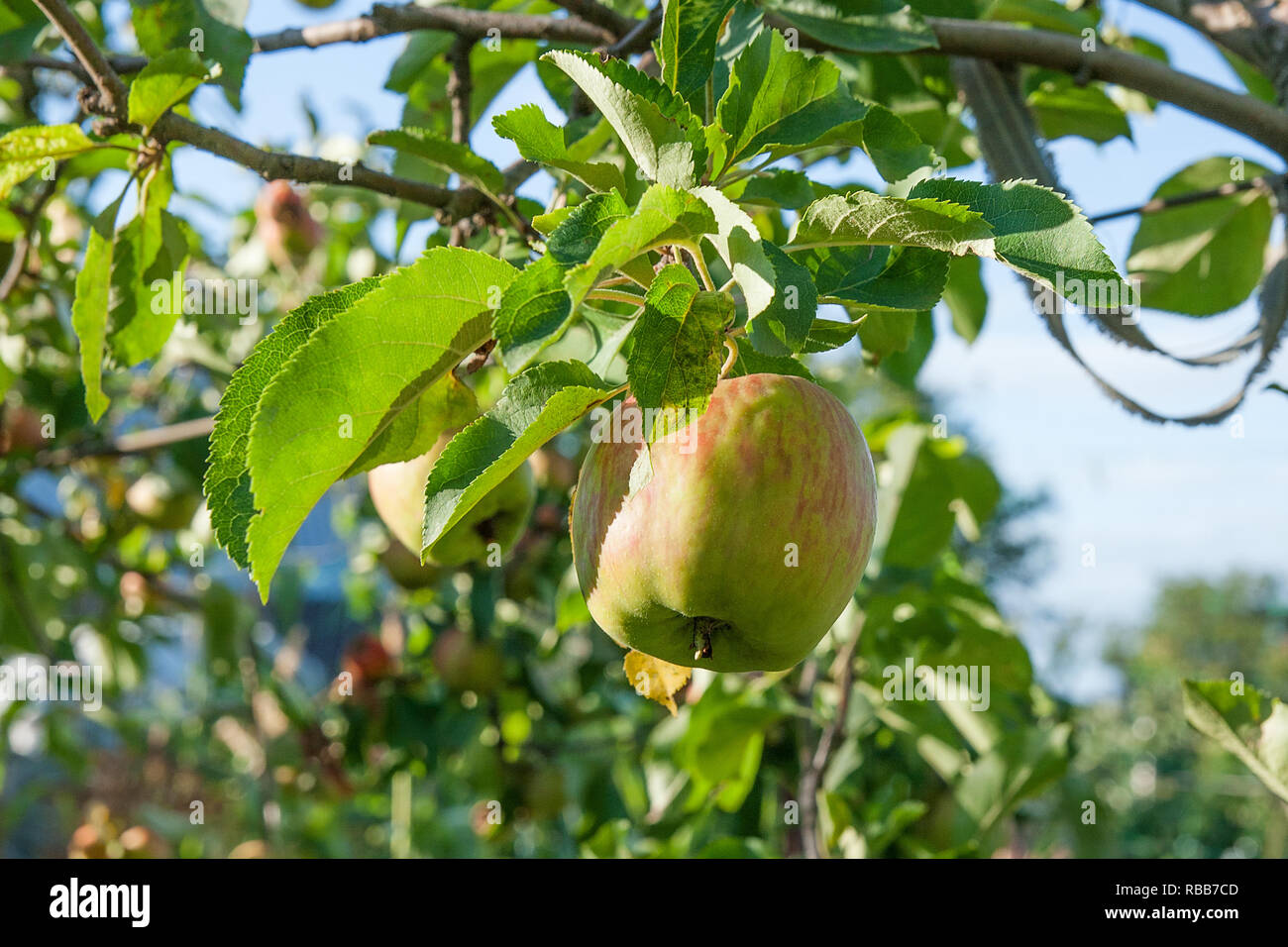 Close up of the tree branch with ripe organic apple on branch, fruit on ...