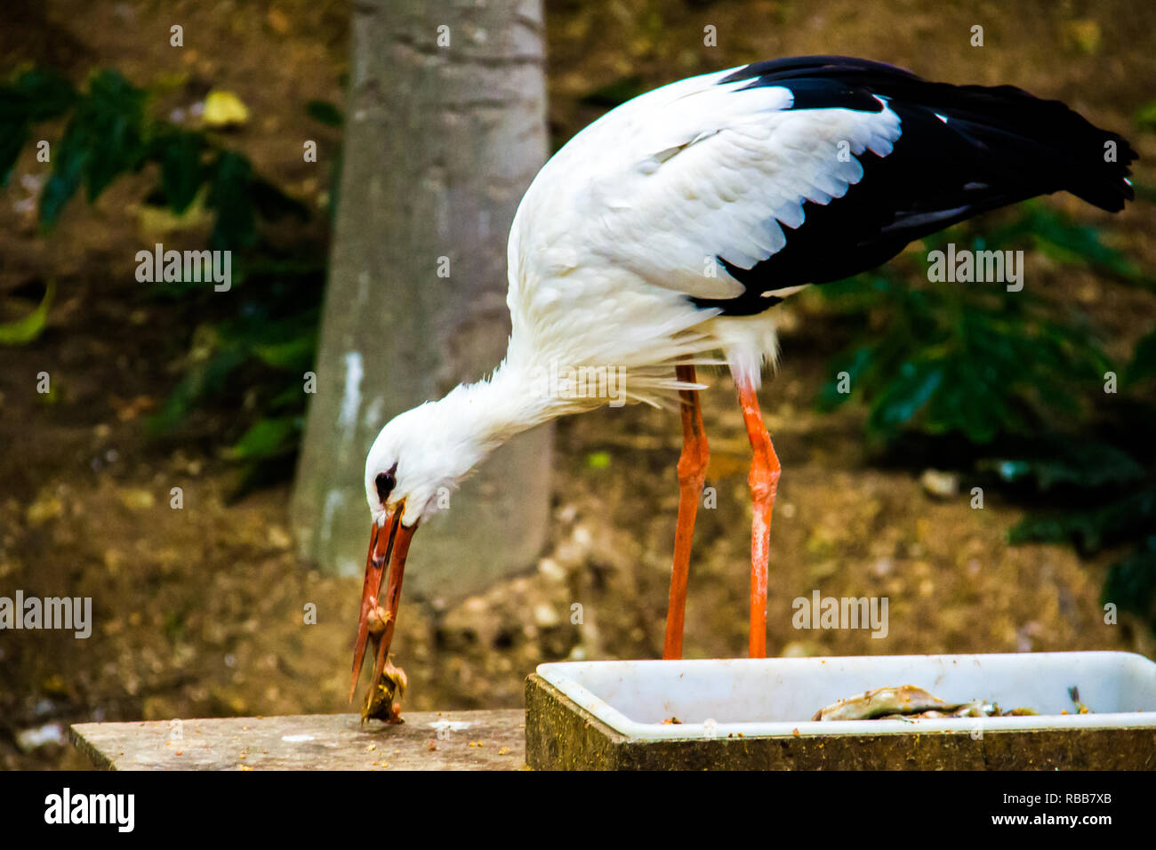 Stork eating hi-res stock photography and images - Alamy