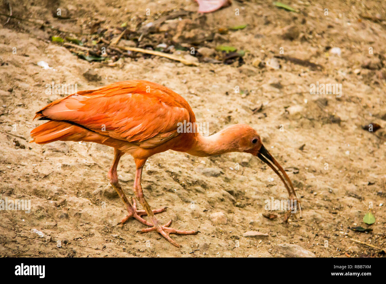 Scarlet ibis trinidad and tobago hi-res stock photography and images ...