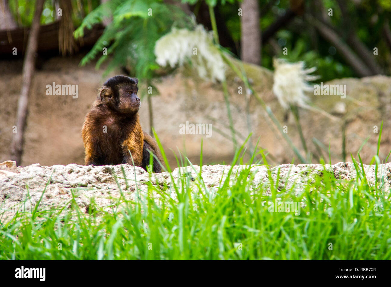 Brown capuchin sitting on a rock Stock Photo - Alamy