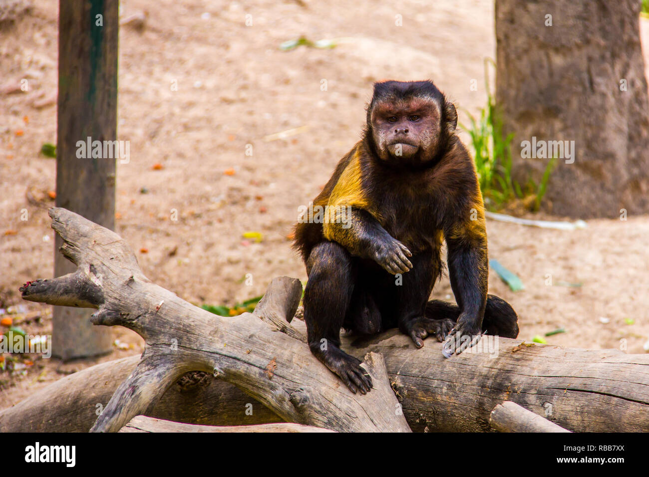 Brown capuchin monkey cebus sapajus hi-res stock photography and images - Alamy