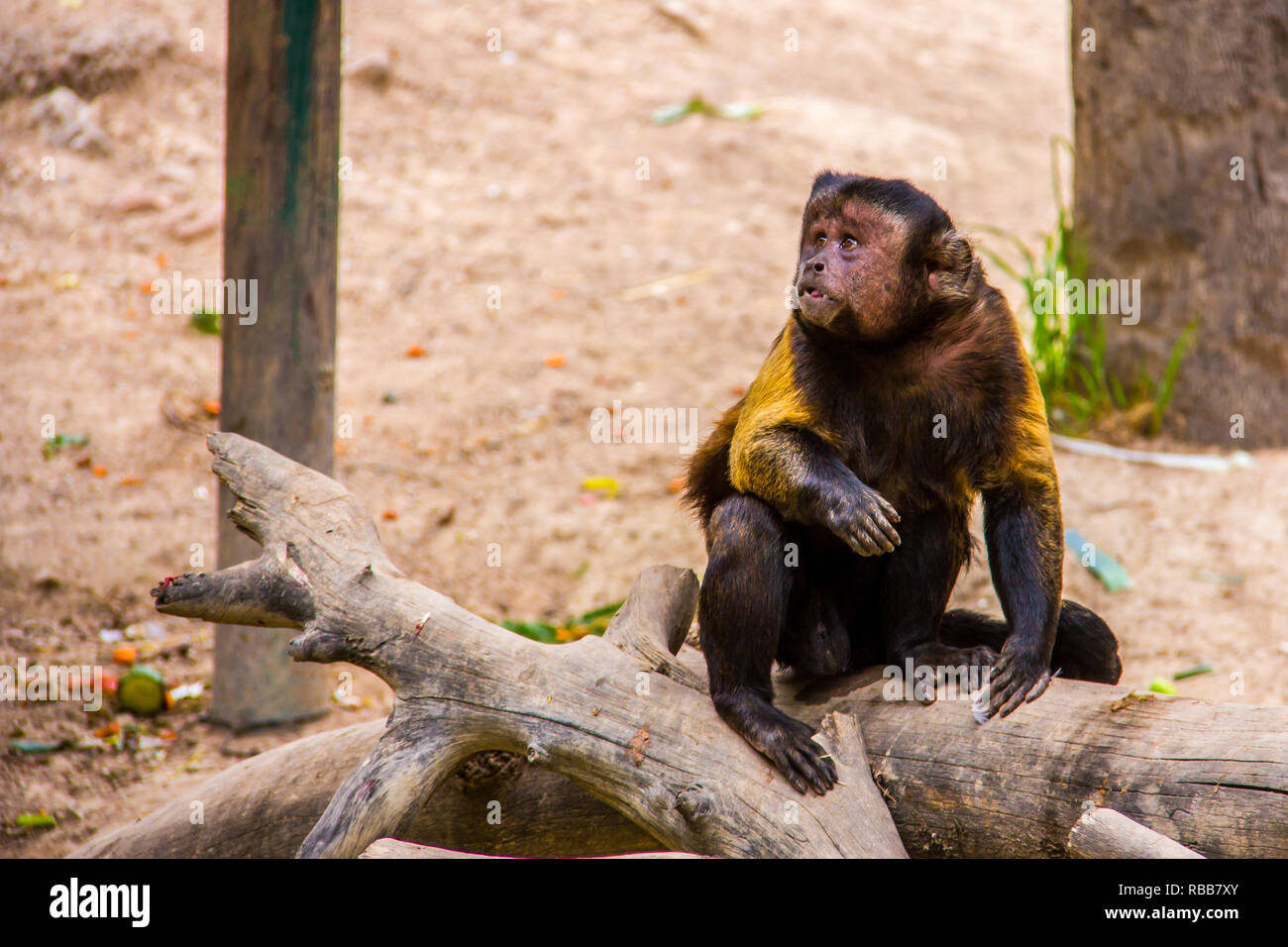 Brown capuchin hi-res stock photography and images - Alamy