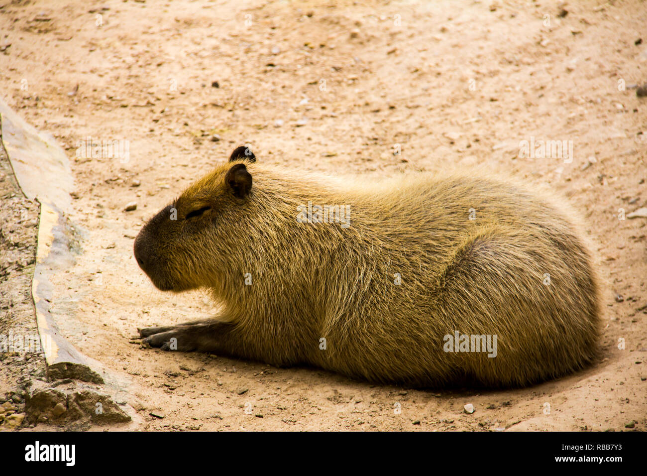 Capibara argentina hi-res stock photography and images - Alamy