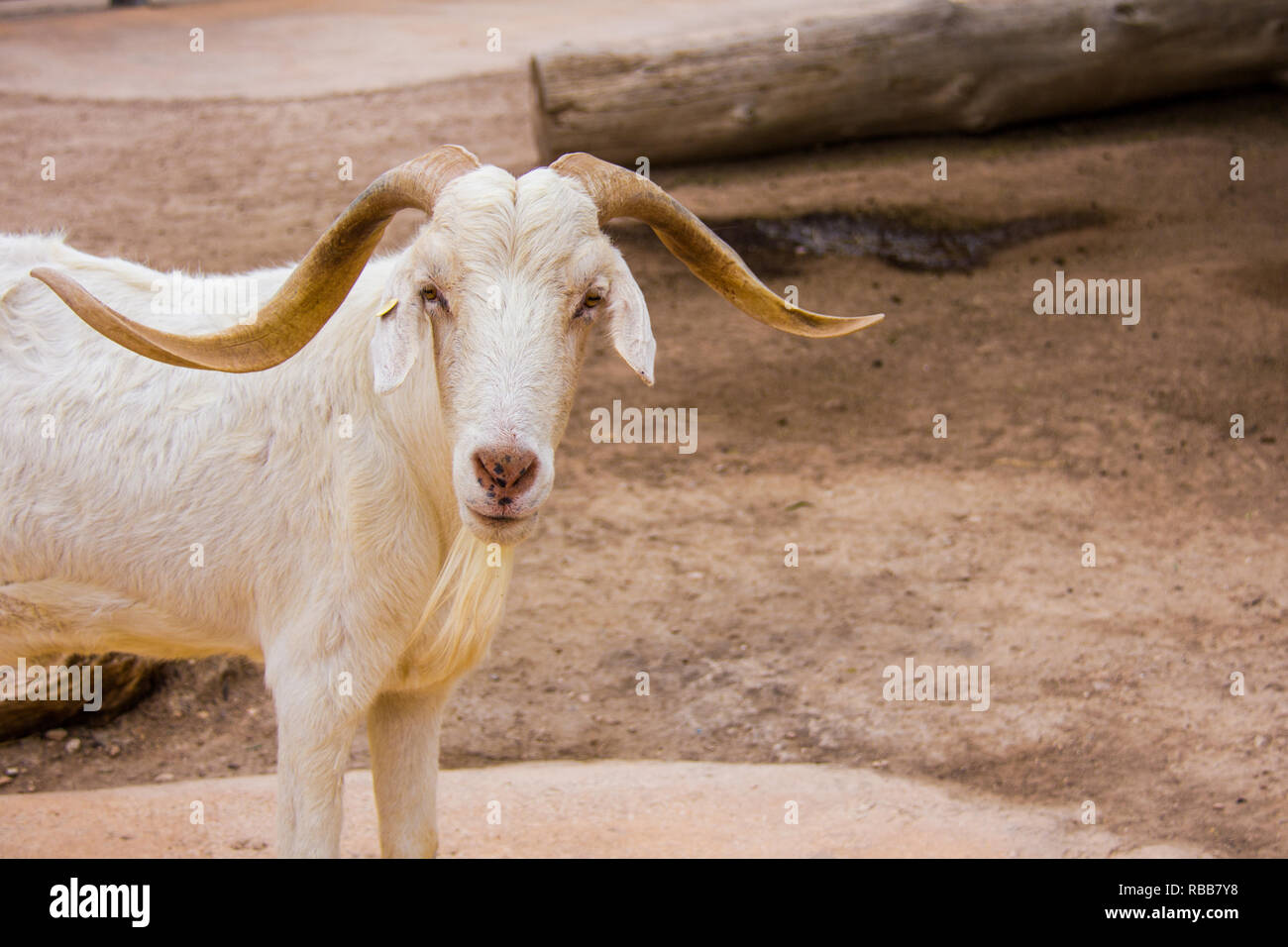 British feral goat hi-res stock photography and images - Alamy