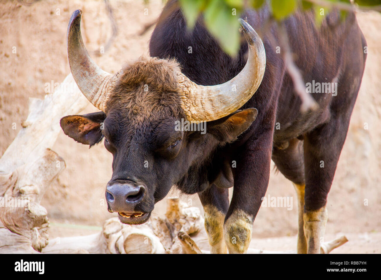 Endangered wildlife of india hi-res stock photography and images - Alamy
