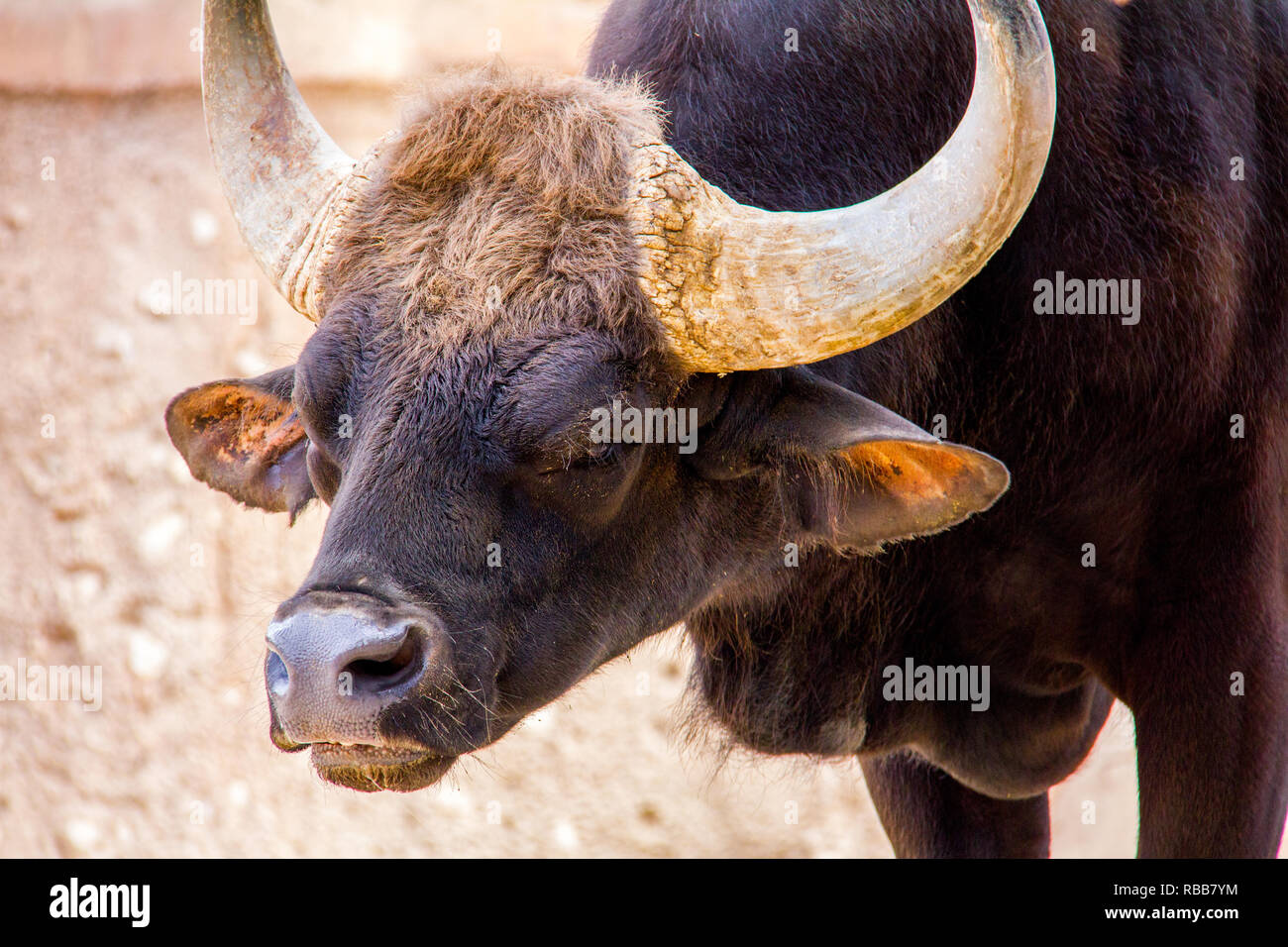 Indian gaur face hi-res stock photography and images - Alamy