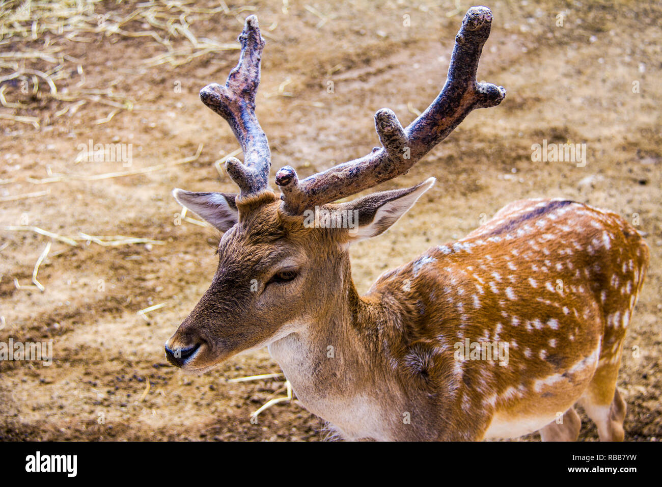 Close up axis deer standing hi-res stock photography and images - Alamy