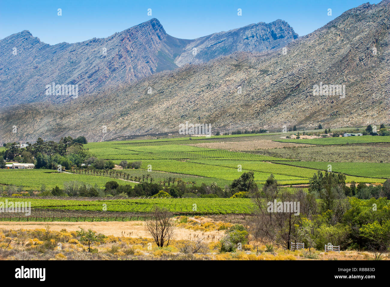 Hex river Valley with grape vines in vineyards and Hex Mountains in ...