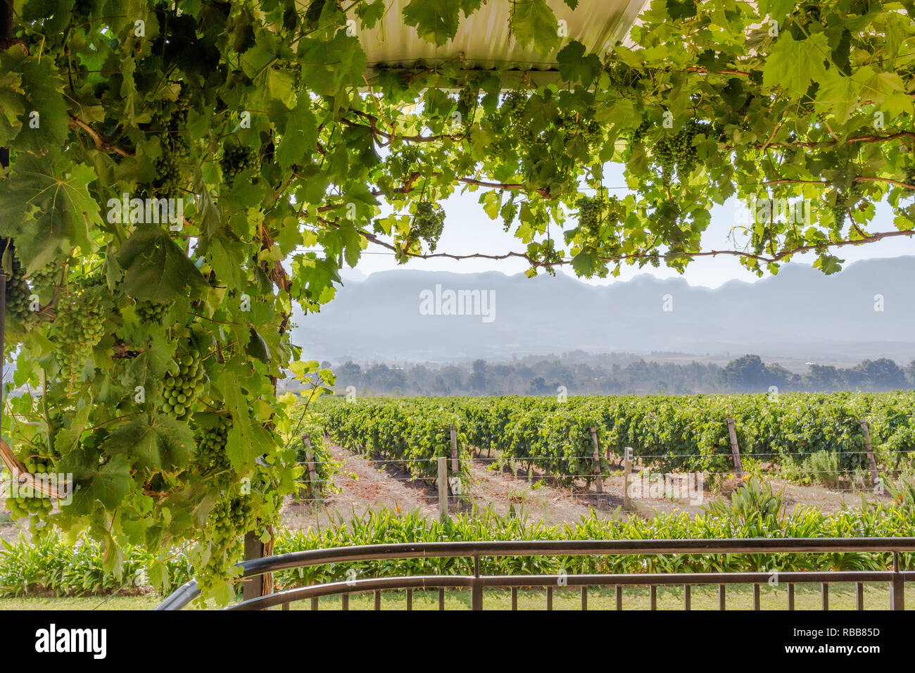 Grape trellis hi-res stock photography and images - Alamy