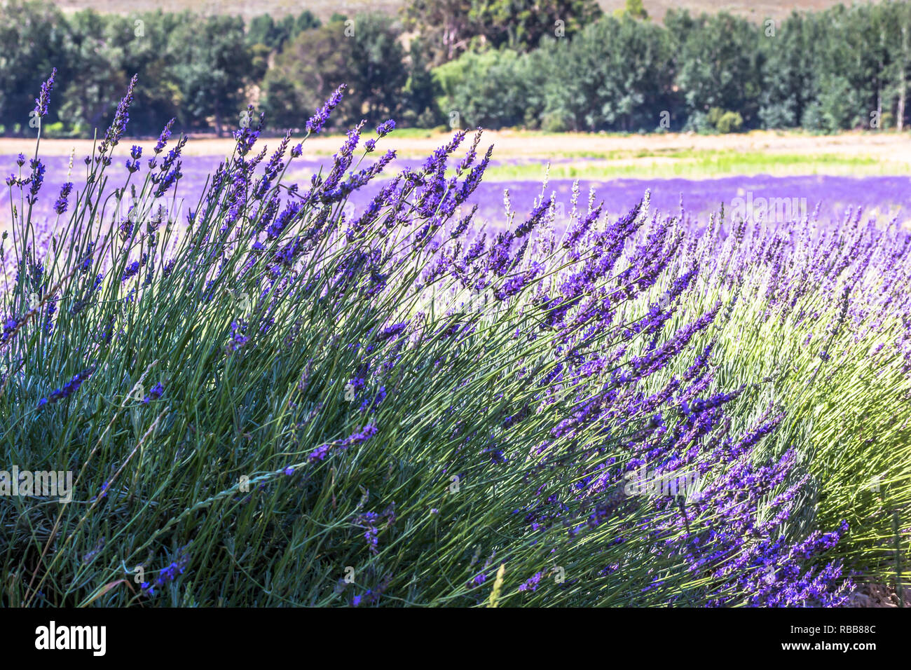 Lavender fields near Franschhoek, Western Cape South Africa Stock Photo ...
