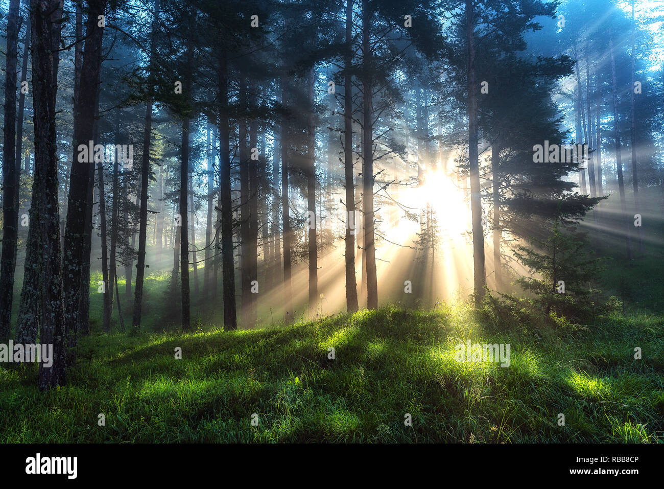 Dark forest sun rays hi-res stock photography and images - Alamy