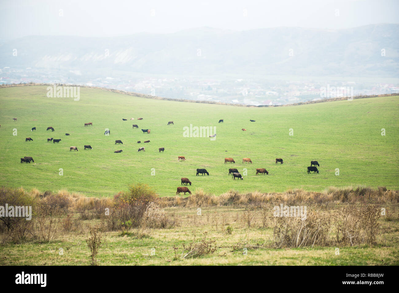 scenic spring green rural landscape of country highland pasture with ...