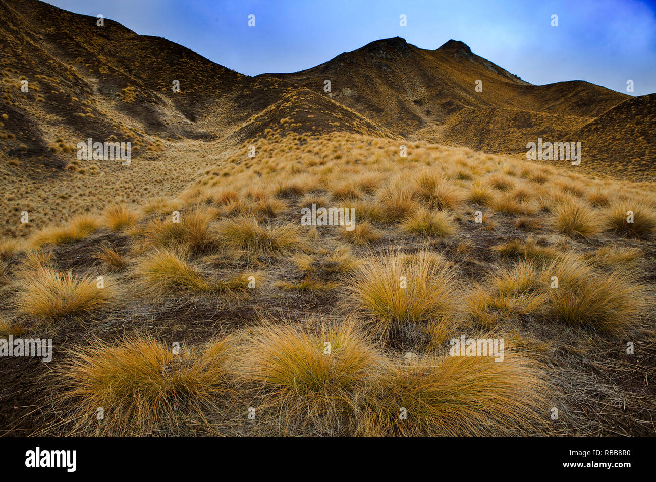 alpine grass field in middle land of new zealand south island Stock ...