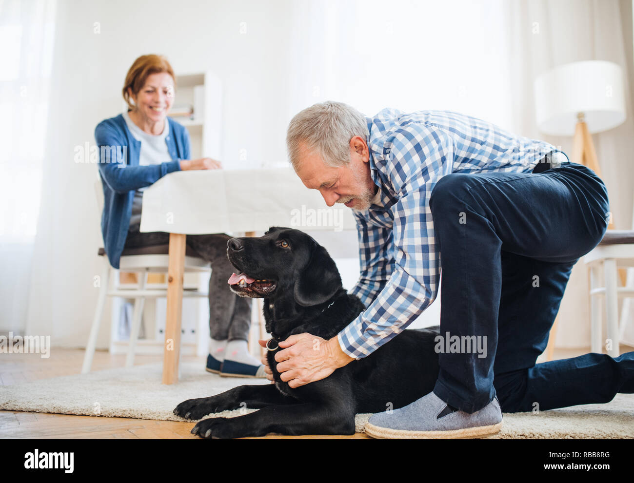 Retired happy retirement dog hi-res stock photography and images - Alamy