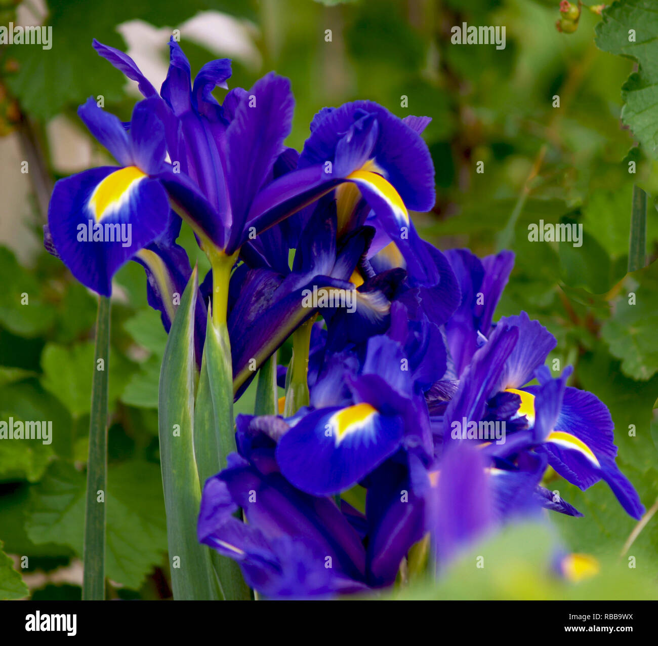 Iris spread hi-res stock photography and images - Alamy