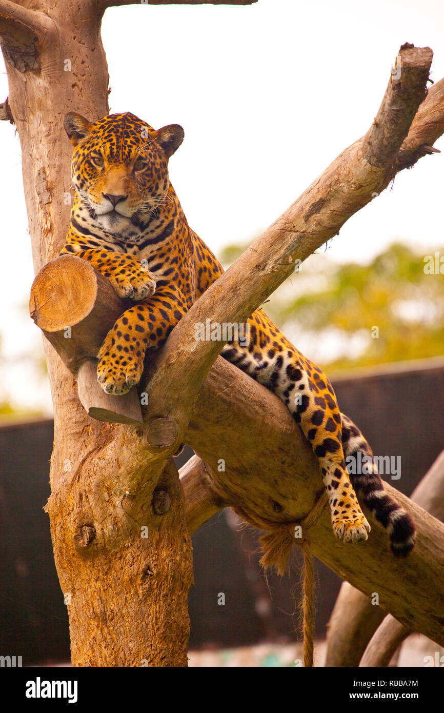 Tiger in the zoo of Lima in Peru Stock Photo - Alamy