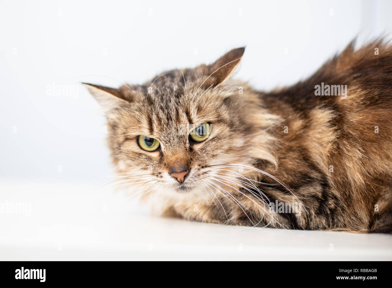 Funny striped cat on white background Stock Photo - Alamy