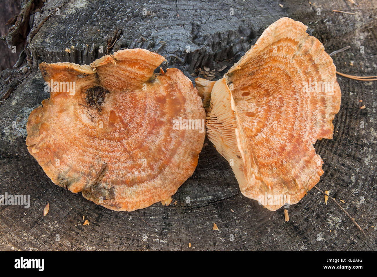 Lactarius deliciosus known saffron hi-res stock photography and images ...