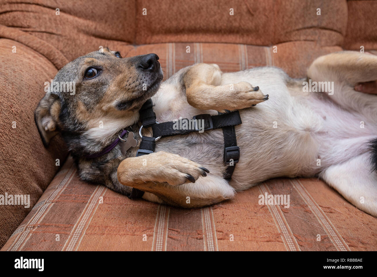The gray dog is sitting on the couch at home Stock Photo - Alamy