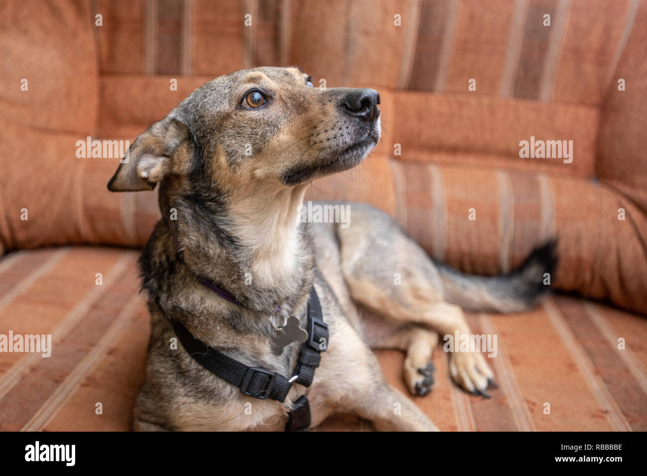 The gray dog is sitting on the couch at home Stock Photo - Alamy