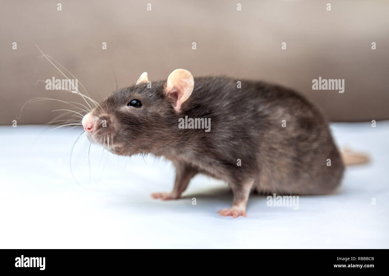 gray rat isolated on white background with shadow Stock Photo - Alamy