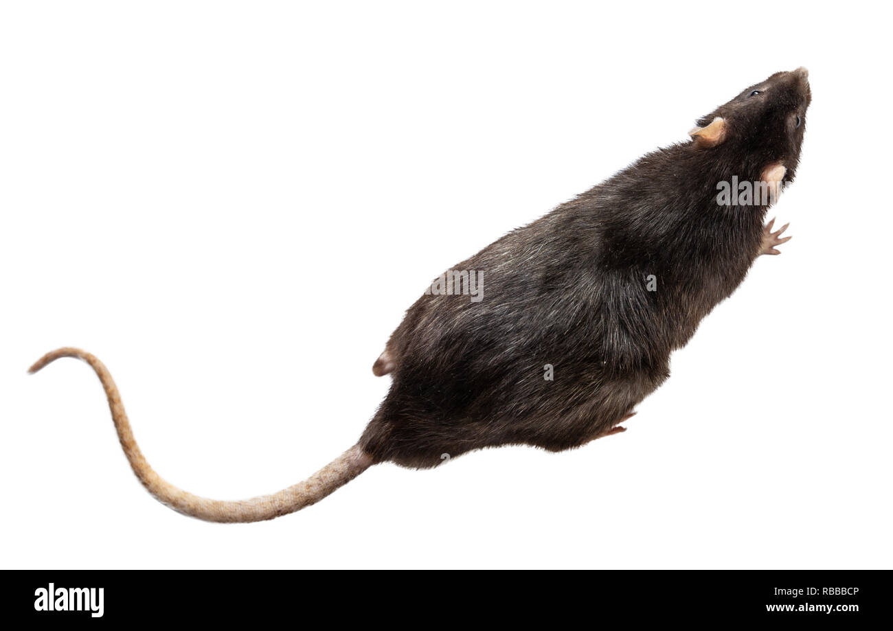 gray rat isolated on white background with shadow Stock Photo - Alamy