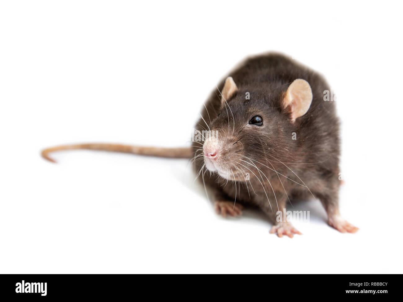 gray rat isolated on white background with shadow Stock Photo - Alamy