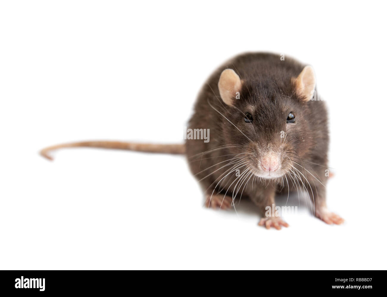 gray rat isolated on white background with shadow Stock Photo - Alamy