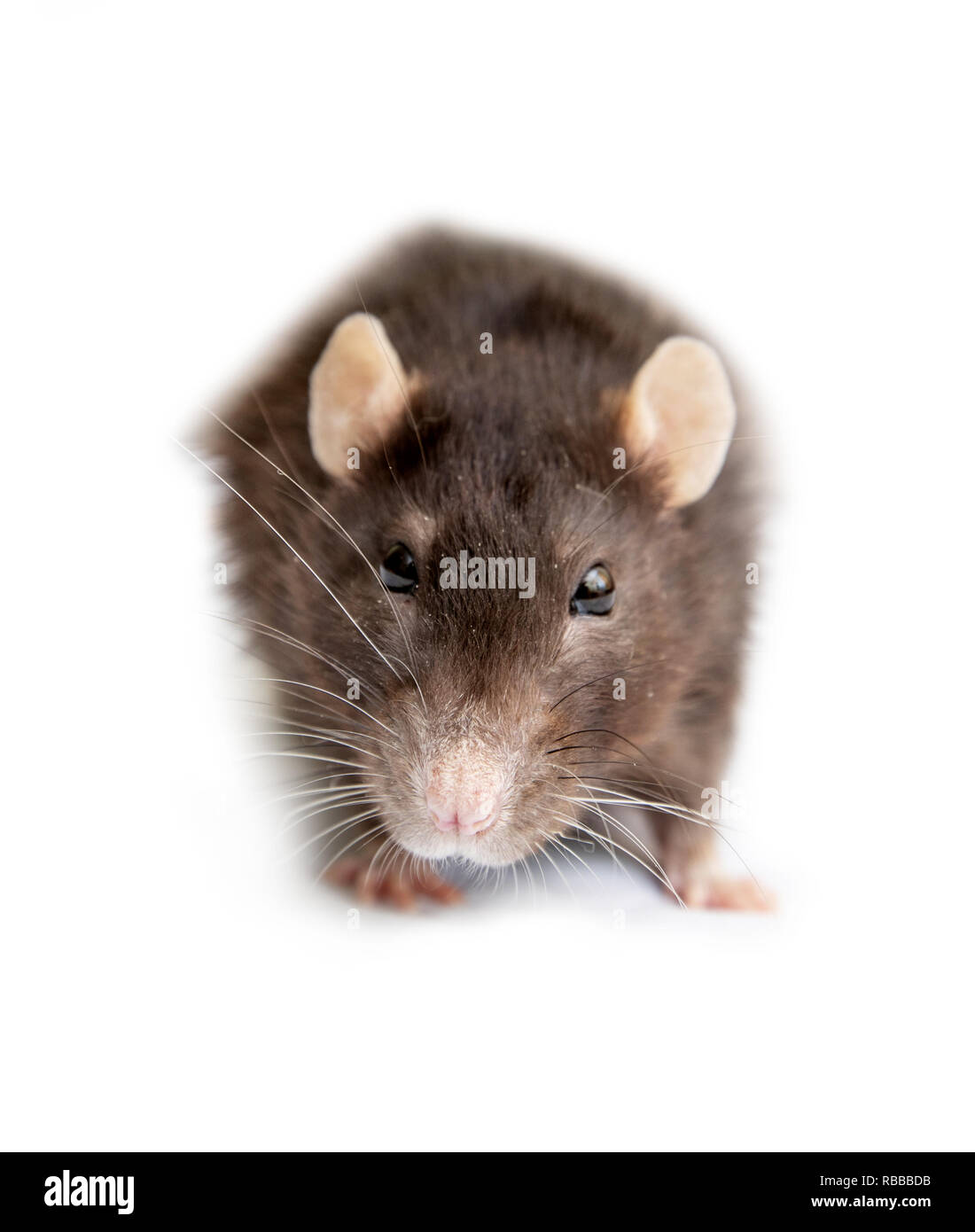 gray rat isolated on white background with shadow Stock Photo - Alamy