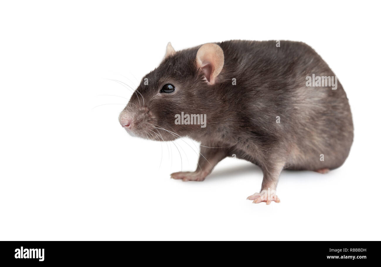 gray rat isolated on white background with shadow Stock Photo - Alamy