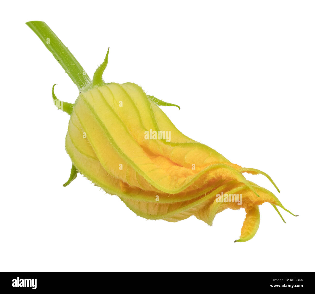 Zucchini flower isolated on white background. Clipping path Stock Photo ...