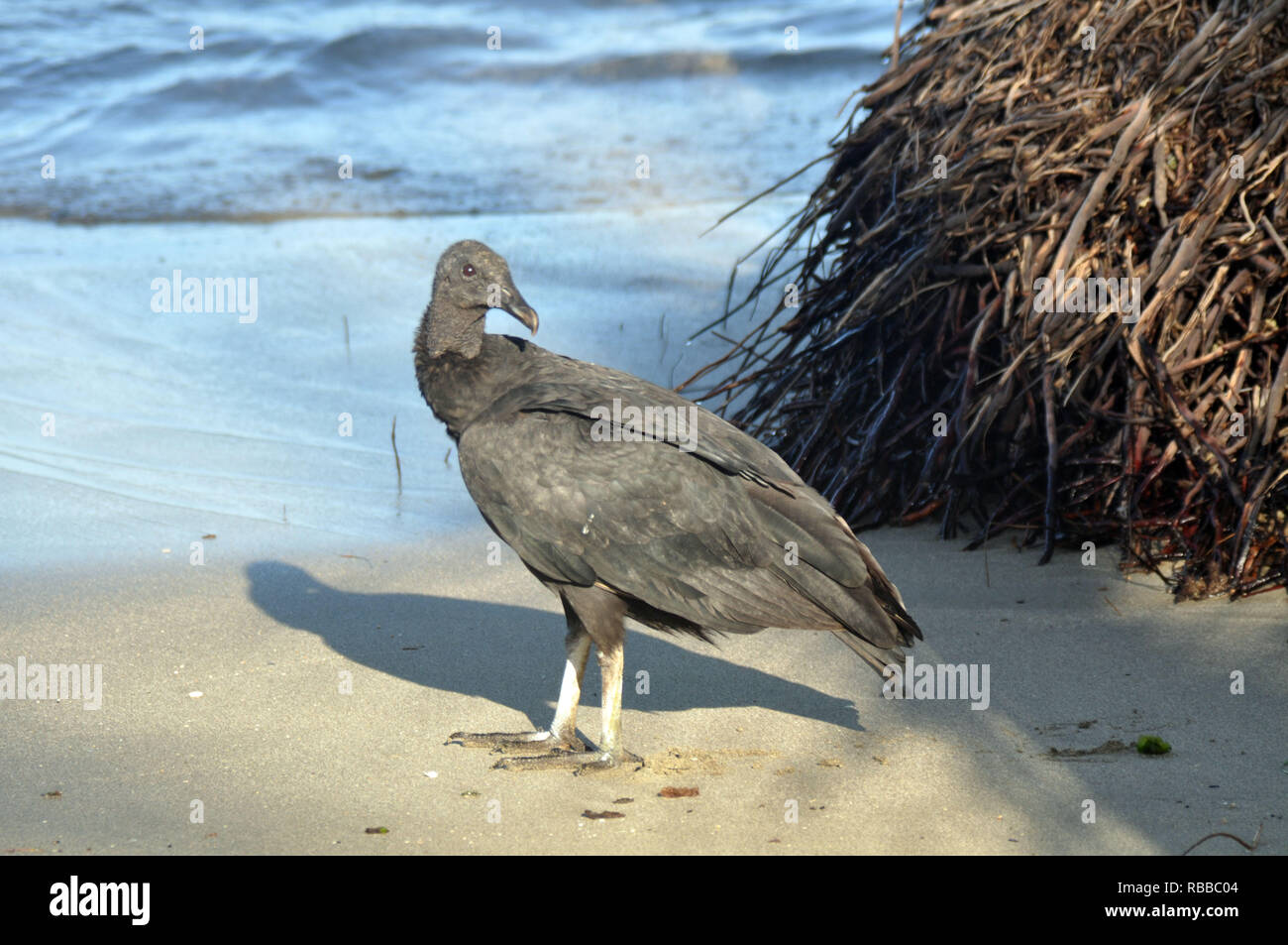 A vulture on a beach in puerto viejo hi-res stock photography and ...