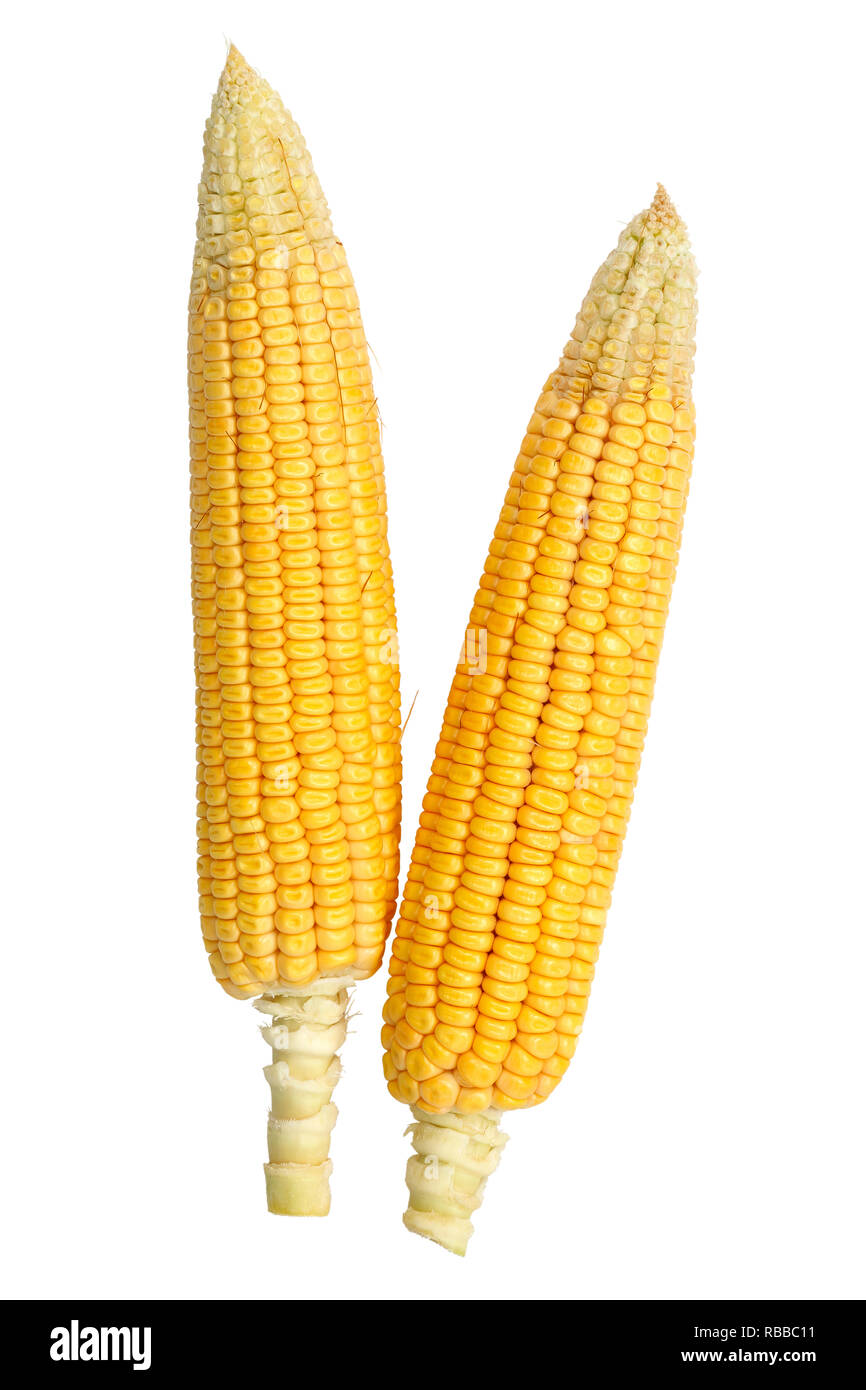 Fresh corns isolated on a white background Stock Photo - Alamy
