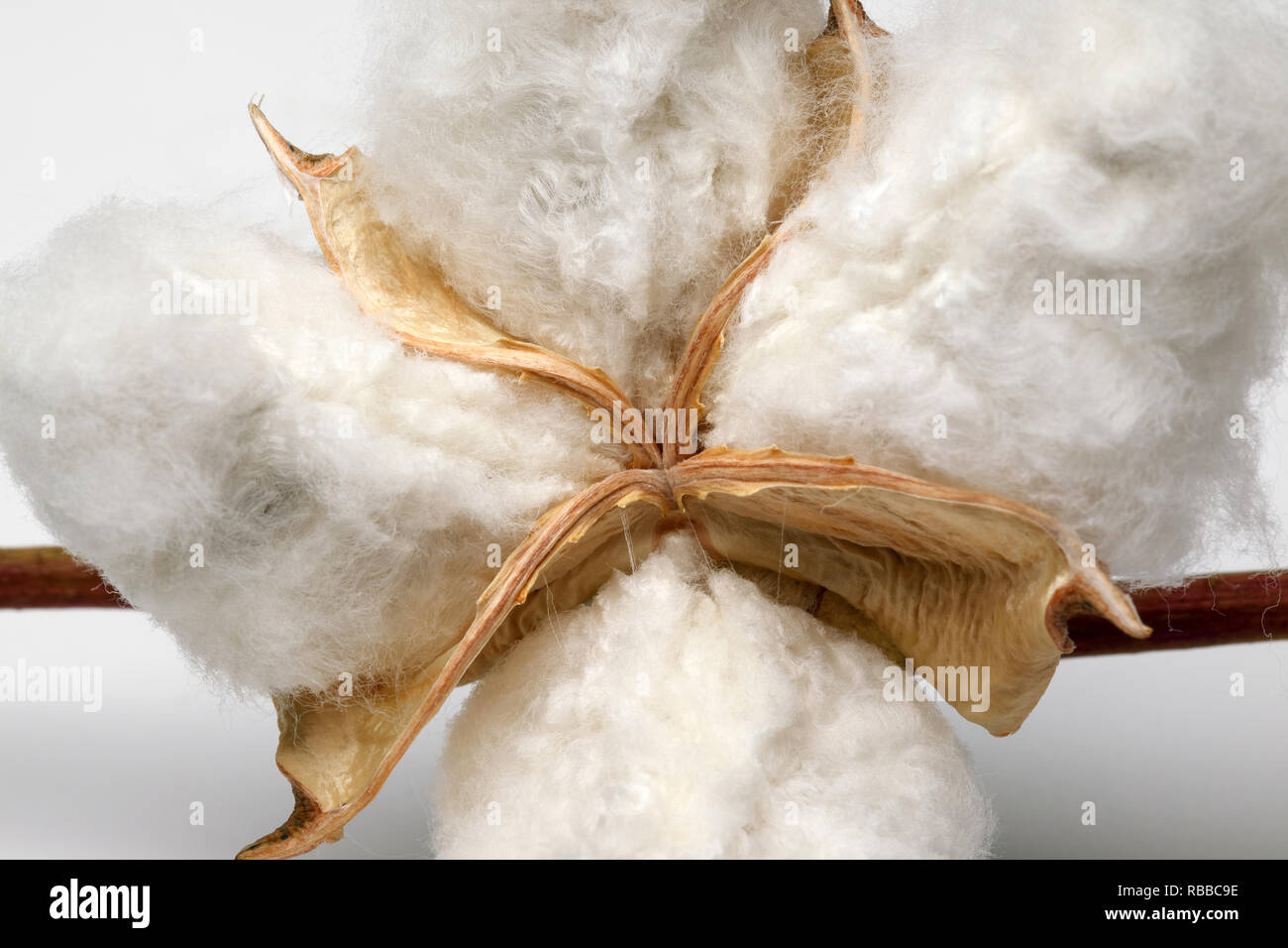 Cotton boll flower hi-res stock photography and images - Alamy