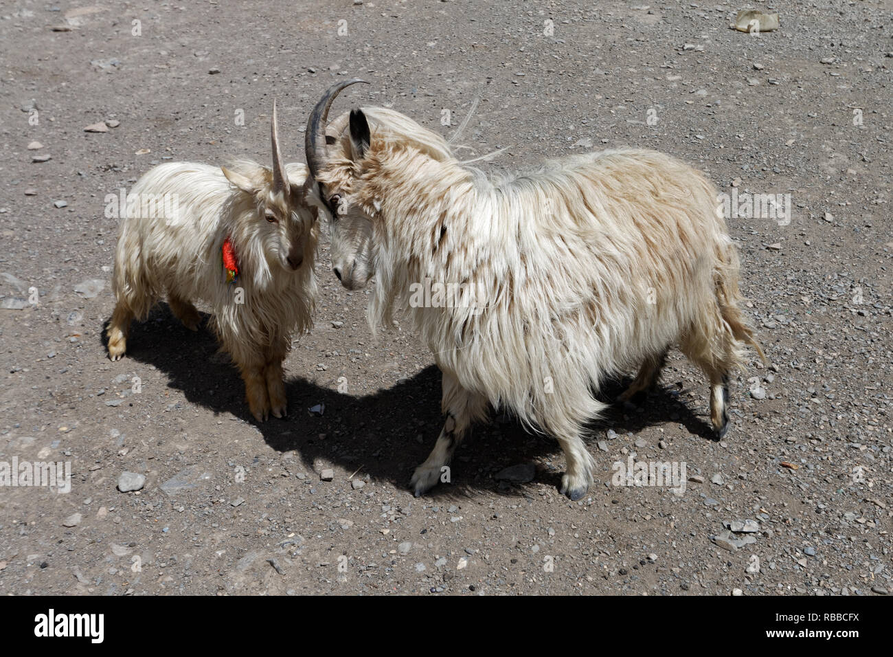 Buddhist monastery long horns hi-res stock photography and images - Alamy